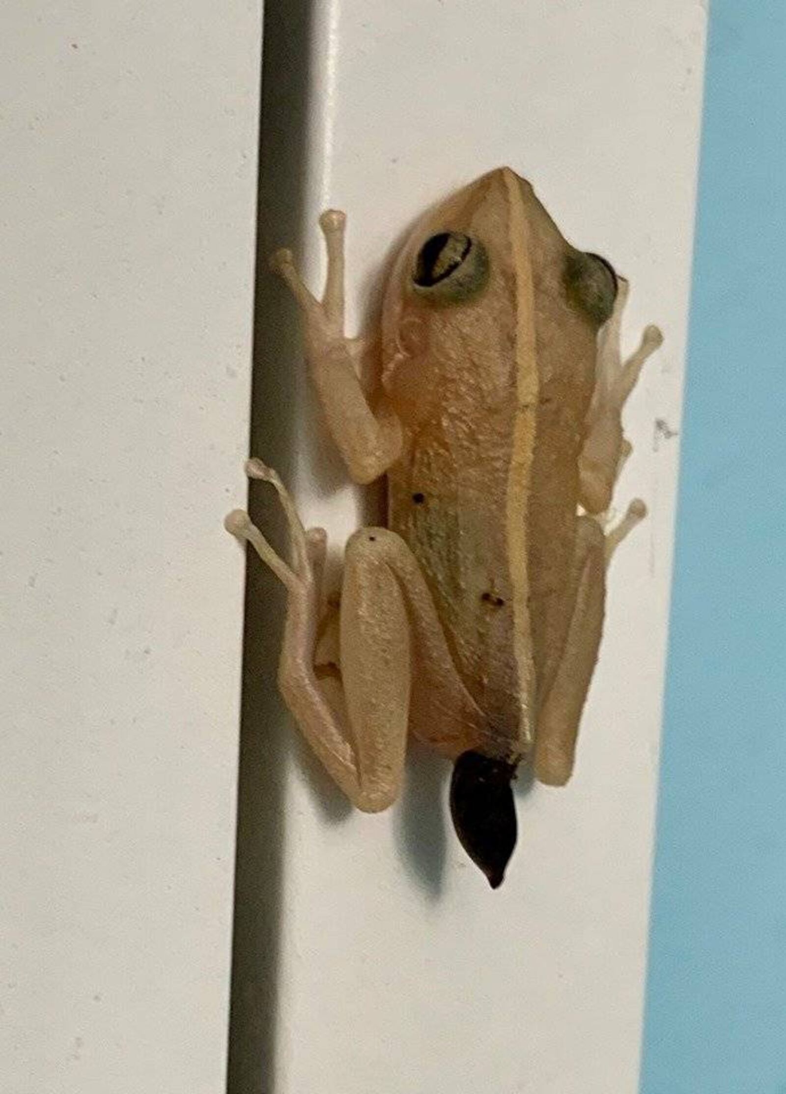 ¡Histórico! Captan a hermoso coquí haciendo caca en Toa Alta (IMÁGENES ...